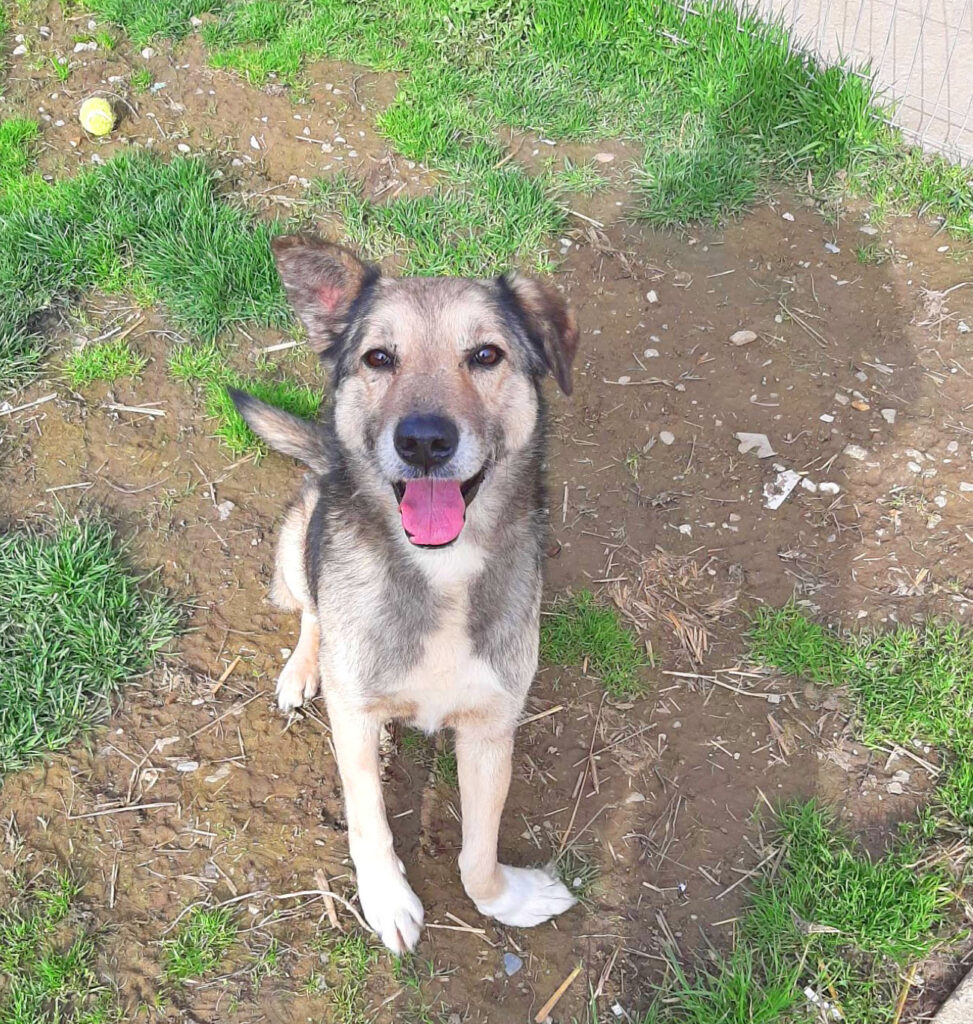 ITV Grenzenlos e.V. » Limpy