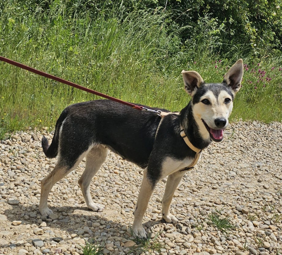 ITV Grenzenlos e.V. » Chimera