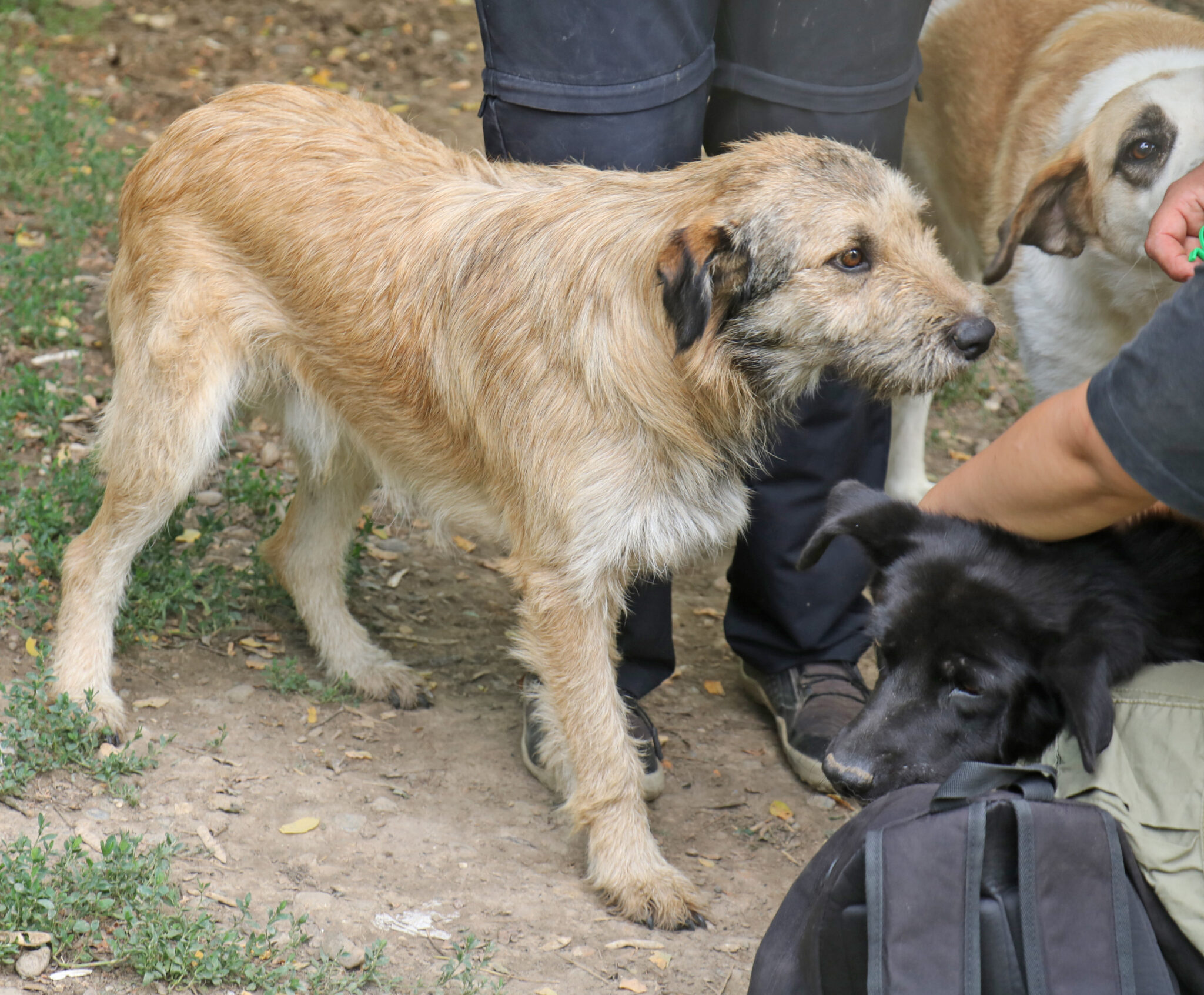 ITV Grenzenlos e.V. » Peanut ist vermittelt